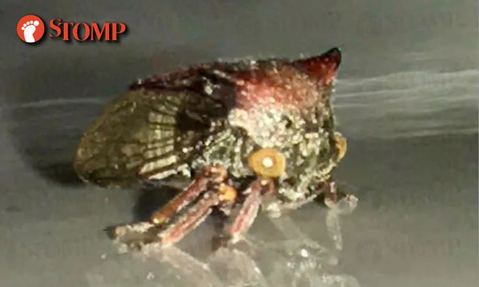 What is this freaky creature spotted at City Hall MRT Station? | STOMP