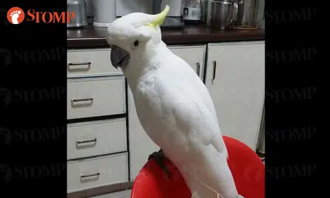 Stomper's mum who once suffered stroke is not eating -- as her beloved ...