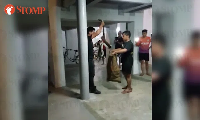 'Untrained' men struggle to nab stubborn python at Choa Chu Kang block | STOMP