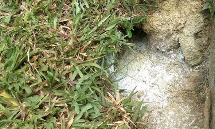 Not again! Rats back in Bukit Batok, raising fears of repeat of ...