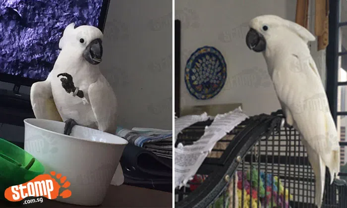 Worried owner offers $1000 reward for missing parrot | STOMP