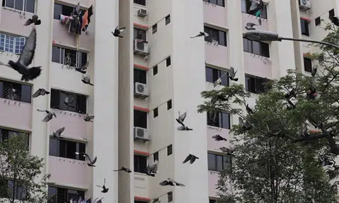 Bird droppings galore at Jurong East HDB, thanks to inconsiderate ...