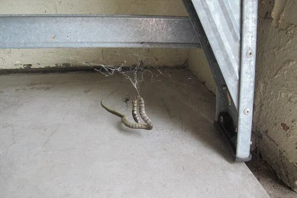 Giant spider and deadly snake battle it out in Australia -- and this ...