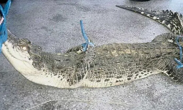What's up croc? Crocodile caught near Penang market, another still at ...