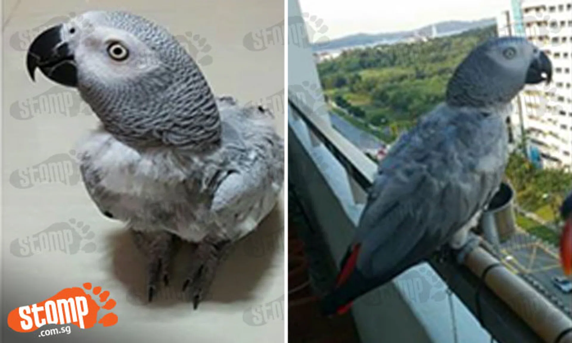 Have you seen this lost parrot last seen at Block 484 Pasir Ris Drive 4 ...