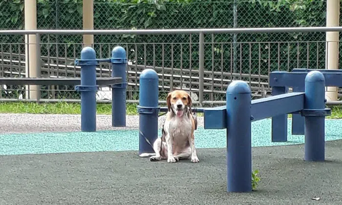 SPCA issues response regarding dog that was 'left out to dry' at Yishun ...
