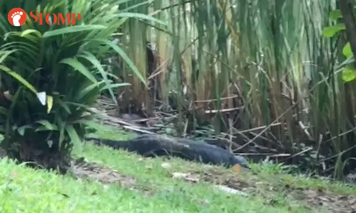 You might miss this huge monitor lizard near Waterway Point if you aren ...