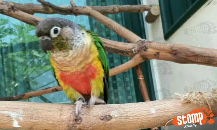 Have you seen Kiwi the parrot? It was last spotted at Meragi Road in ...