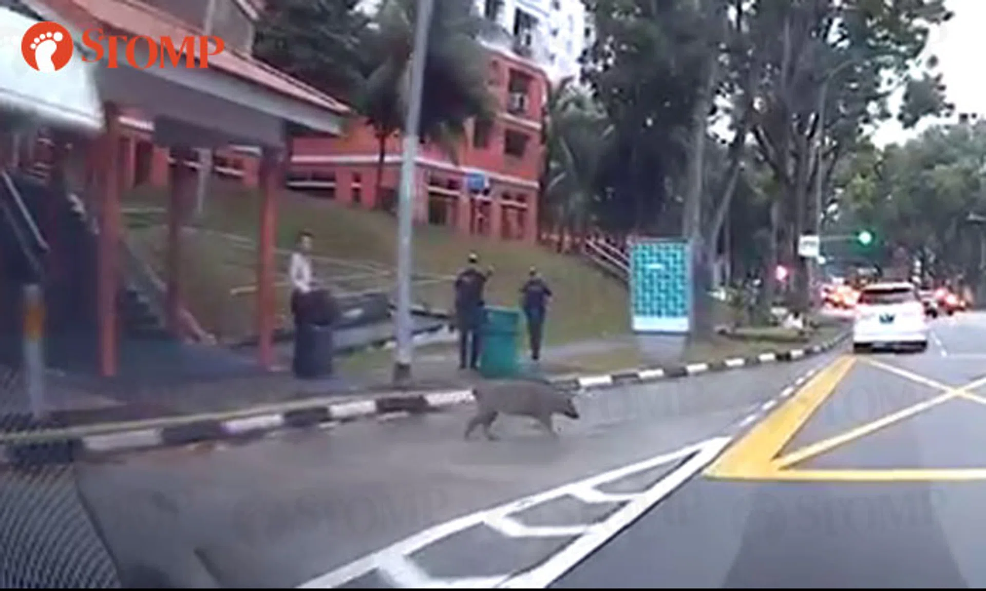 Lone wild boar makes another appearance at..., Latest News - STOMP