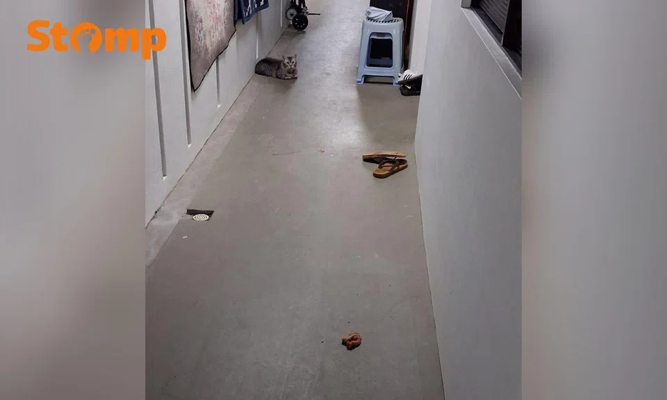 Neighbour’s cat urine and faeces irks Serangoon resident | STOMP