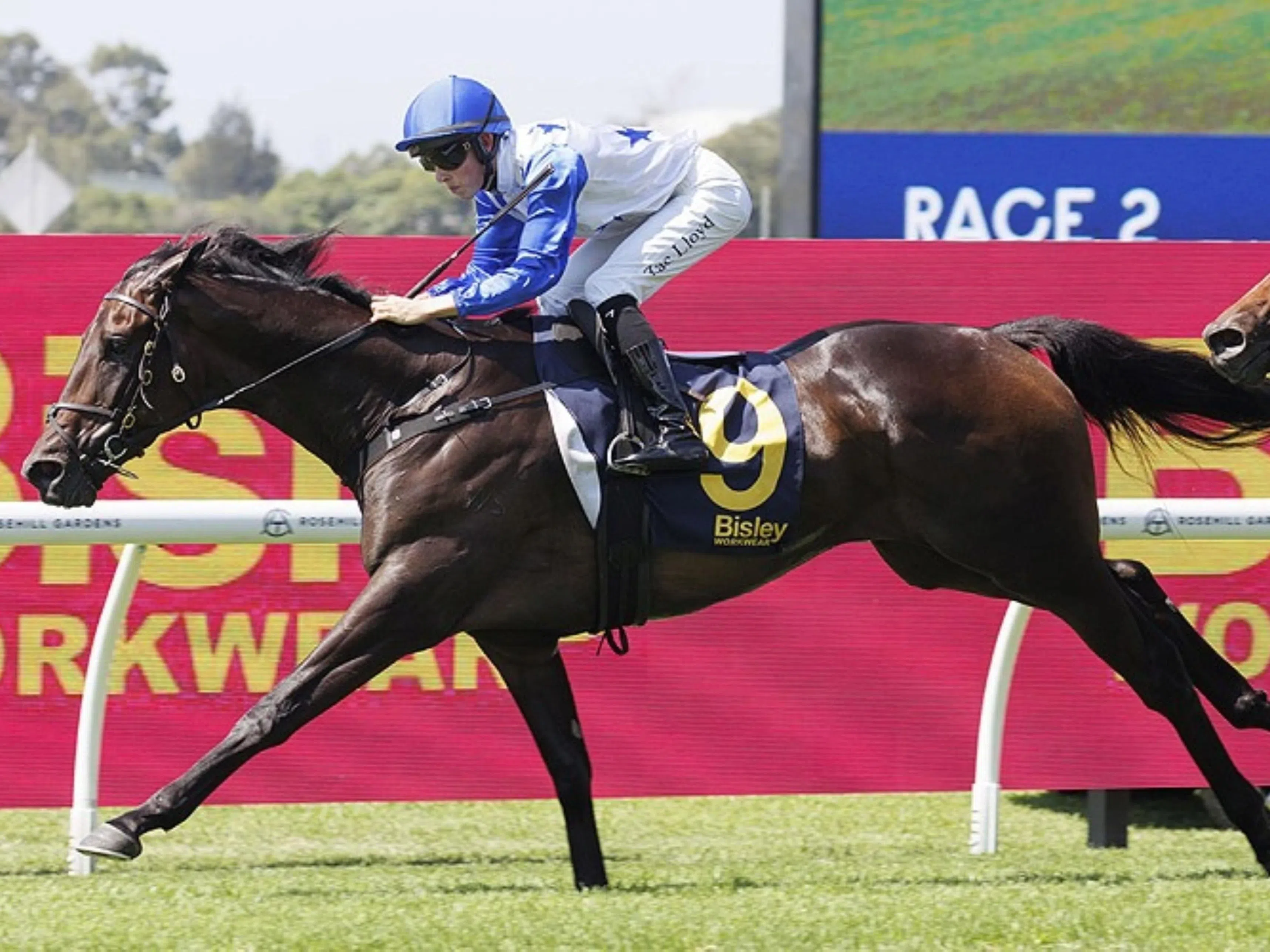 King Of Thunder can rule in Derby | STOMP