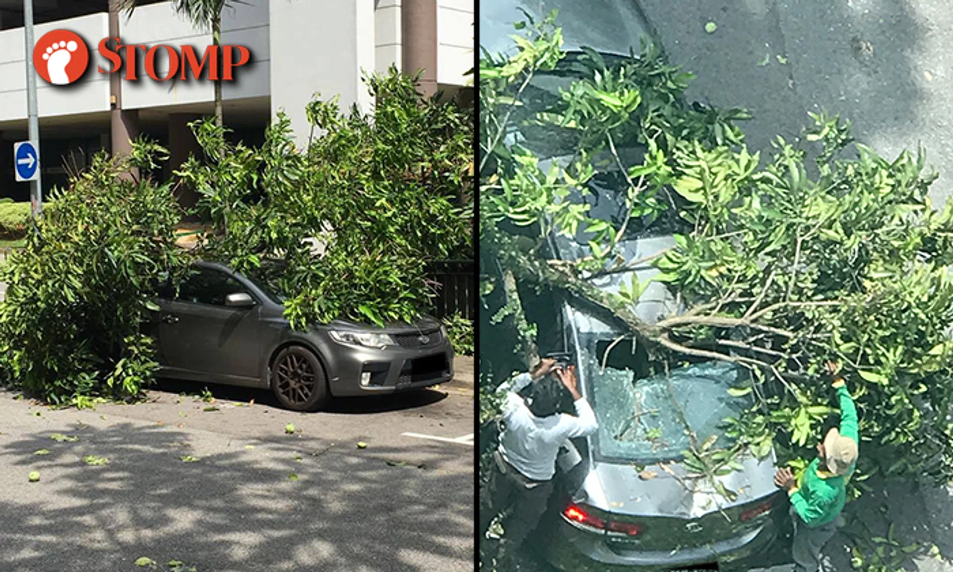 Mango tree falls on car at MacPherson, shatters rear windscreen | STOMP