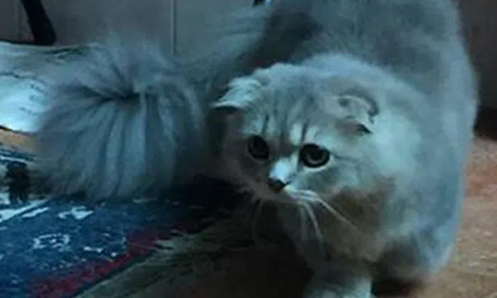 Has anyone seen 'Fuzzy' around? His owner and unwell daughter miss him ...