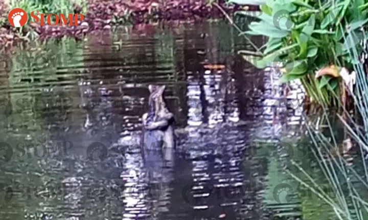 Monitor lizards hug at Sungei Buloh -- but there's more to this ...