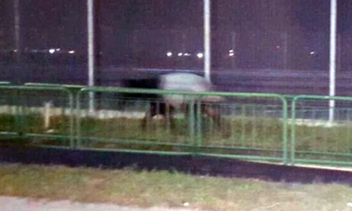 Why hello there! Rare Malayan tapir spotted running at Changi | STOMP