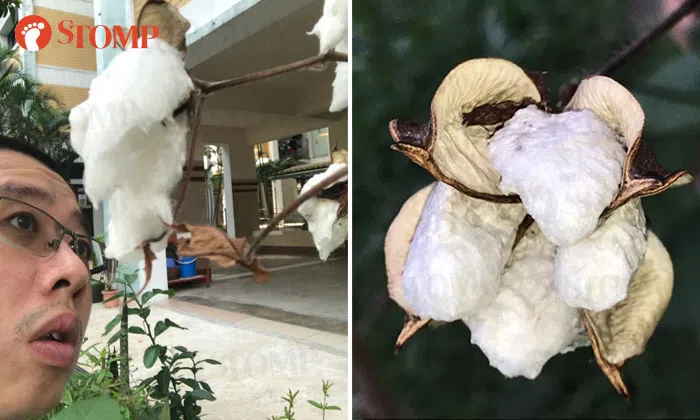 Another day in the life of Lau Lup: Discovering cotton plant in ...