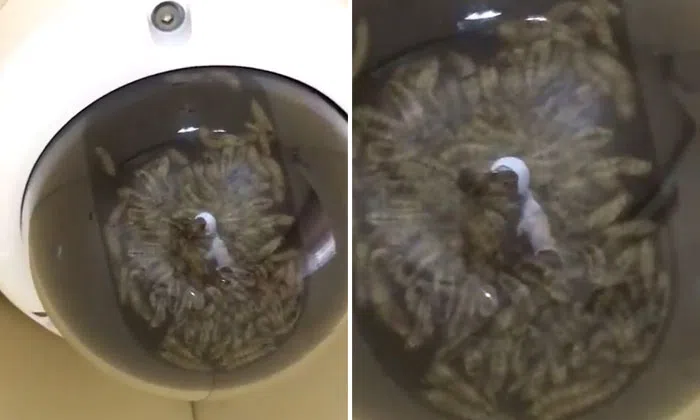 Tampines Town Council removes maggots in lift camera, bird carcass also ...