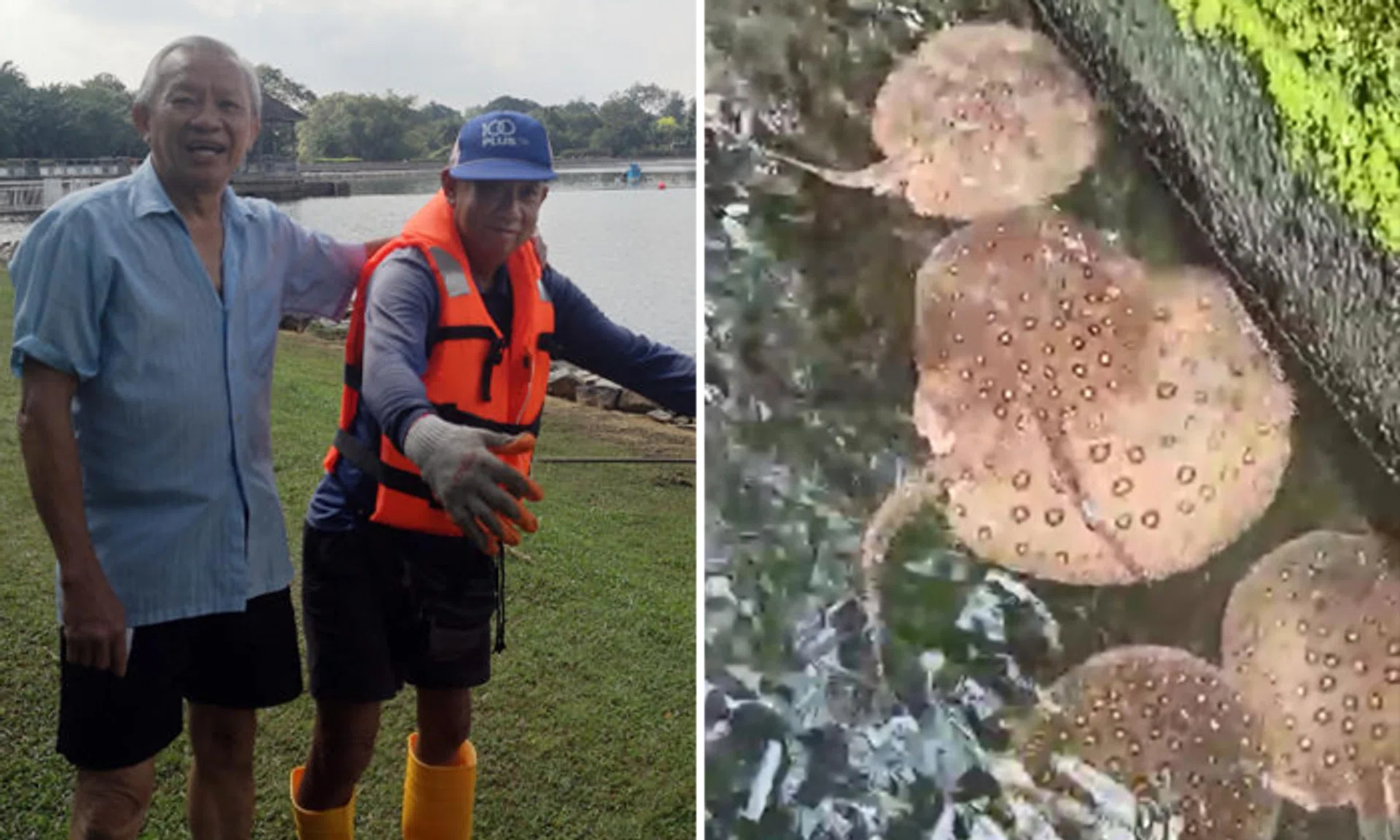 'Invasion' of around 60 stingrays at Lower Peirce Reservoir | STOMP