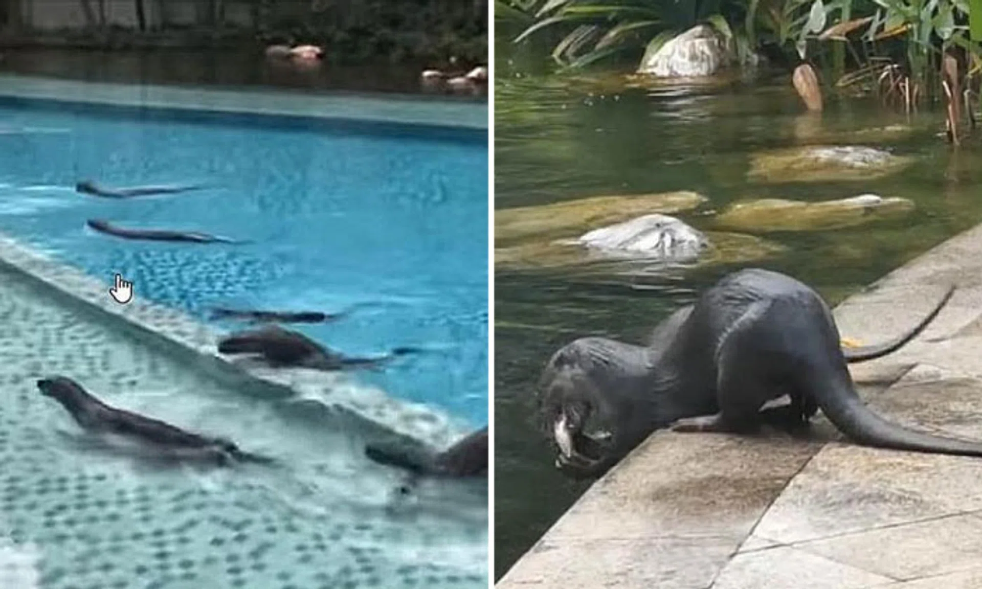 12 otters frolic in condominium pool, then fill up on fish from pond ...