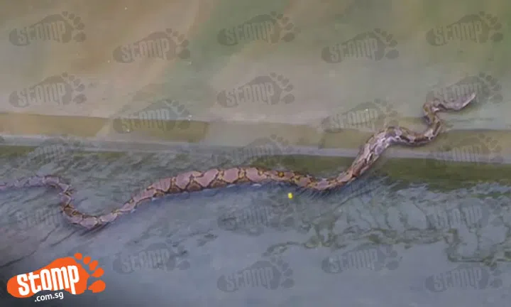 Huge python goes for a dip in the drain at Bukit Batok Ave 4 | STOMP