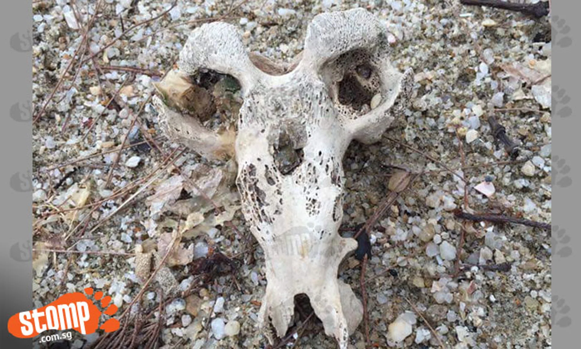 Animal skull? Stomper comes across bizarre-looking object at Changi ...