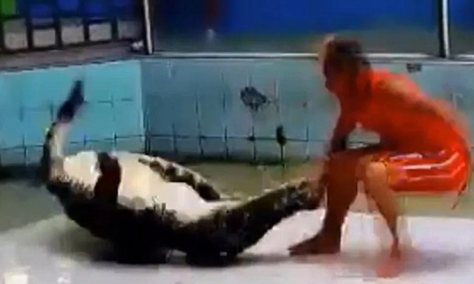 Shocking footage shows massive crocodile grabbing Thai trainer's arm and death rolling him in as ...