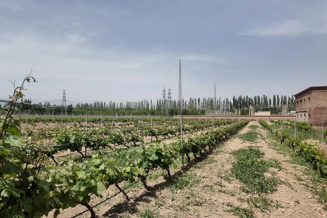 Grape expectations: How China’s Ningxia is courting international ...