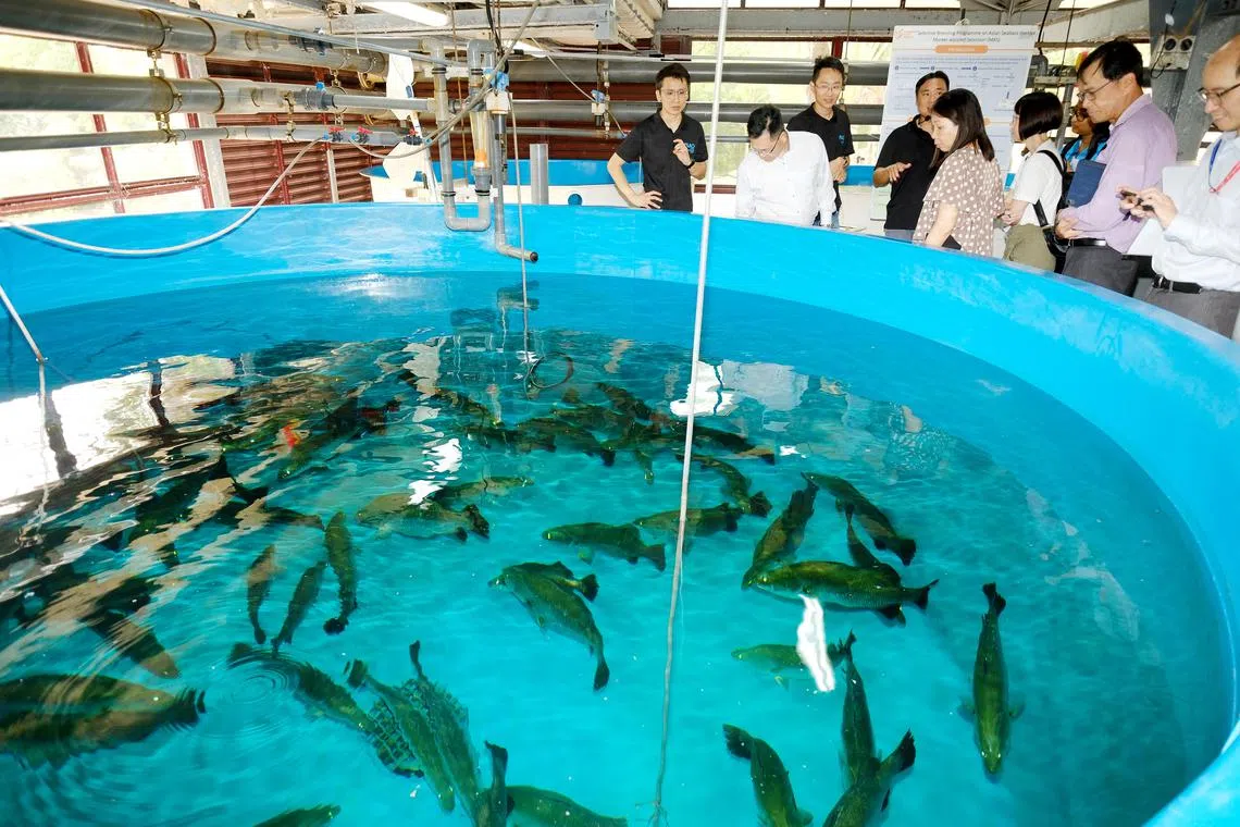 S’pore’s tropical aquaculture tech expertise can be exported to ...