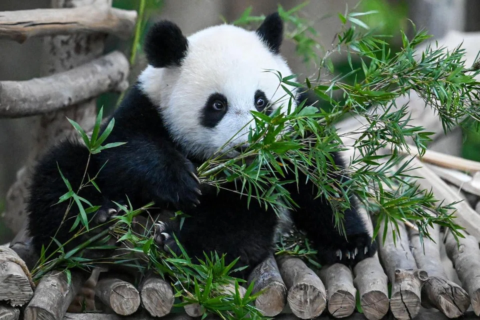 Malaysians say goodbye to panda cubs Yi Yi, Sheng Yi as they return to ...