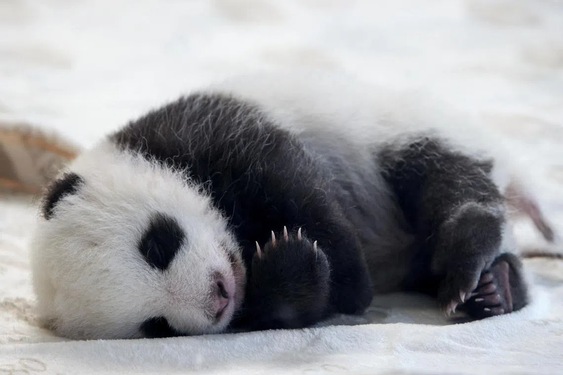 Twin panda cubs to make public debut at Berlin zoo | The Straits Times