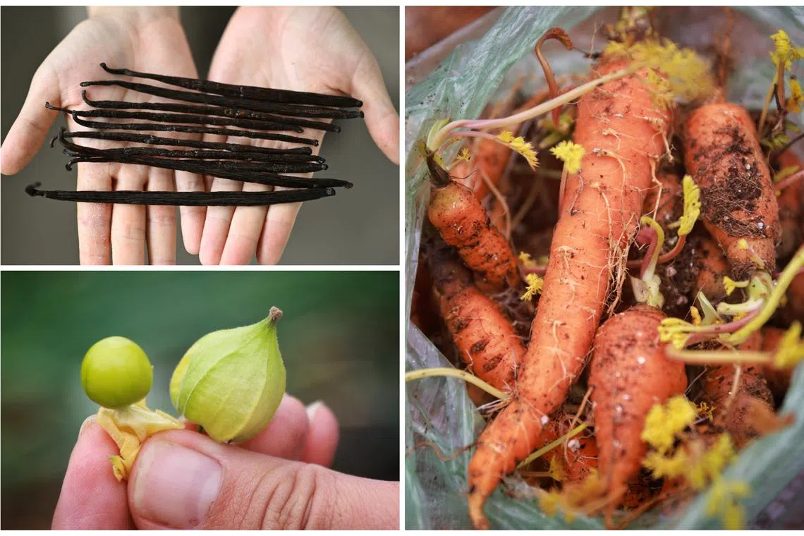 Little farms that can: Growing vanilla and carrots in Singapore | The ...