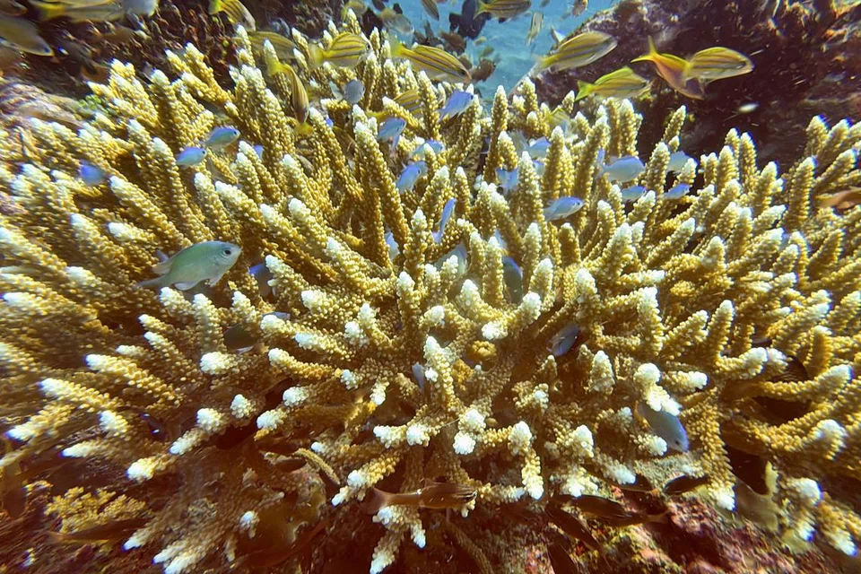 Coral bleaching devastates Bali reefs as sea temperatures rise | The ...