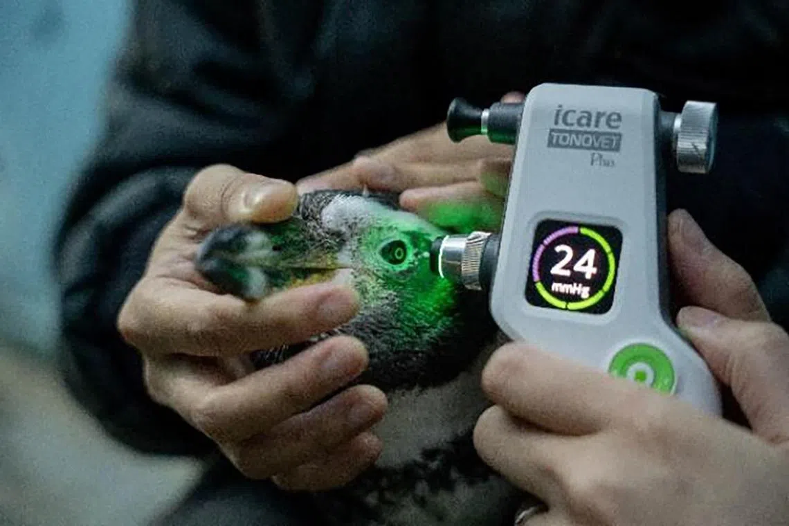 6 geriatric penguins at Jurong Bird Park undergo successful cataract ...