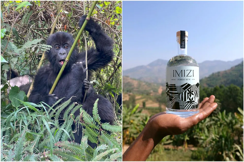 The Conscious Traveller: Spot wildlife and sip rum made by a ...