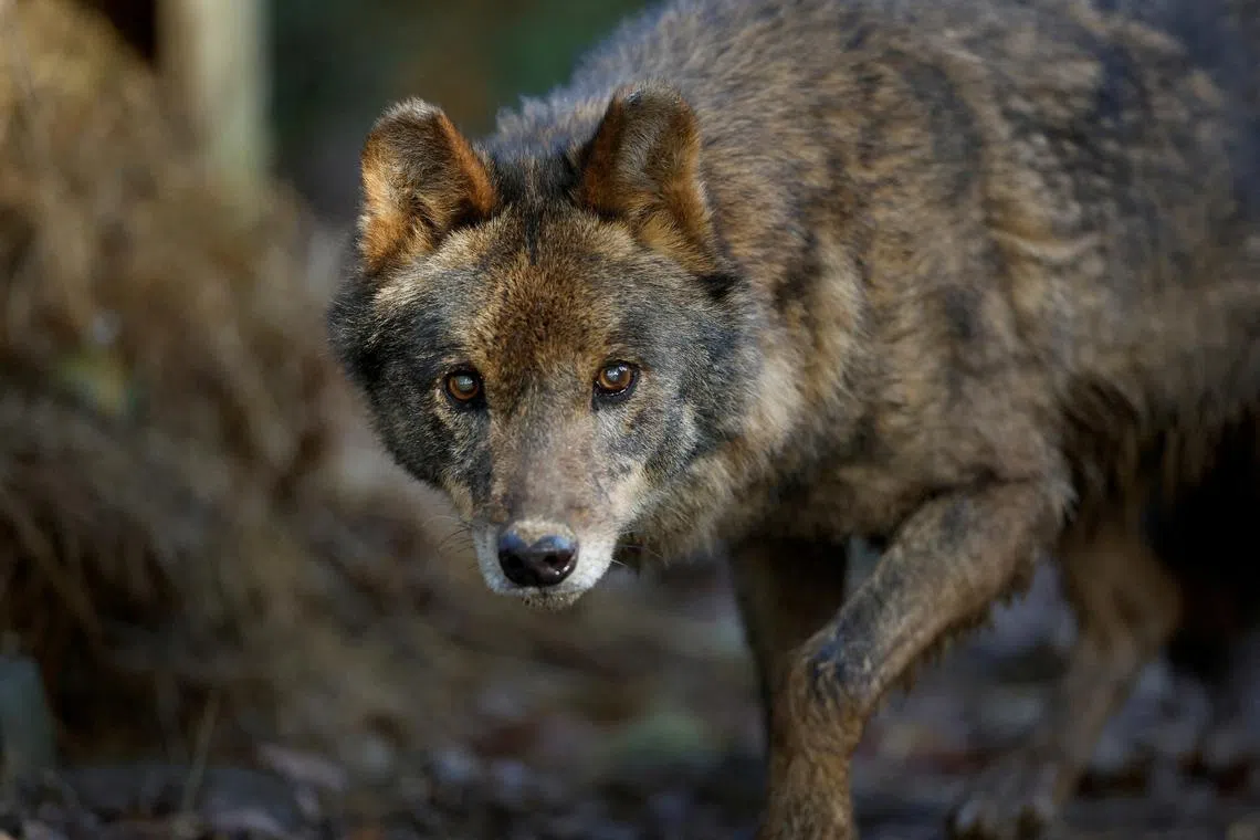 Spain scraps wolves' protected status in rural north | The Straits Times