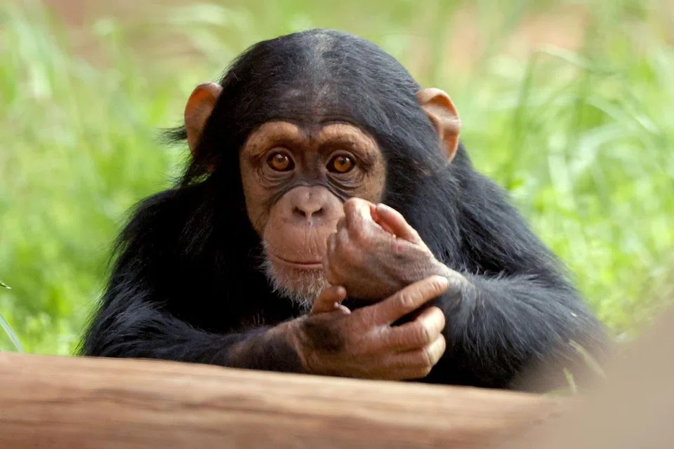 Not enough time in universe for monkeys to pen Shakespeare: Study | The ...