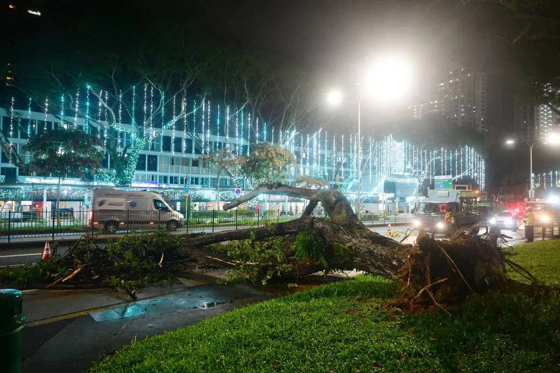Bus services diverted after tree falls in Toa Payoh | The Straits Times