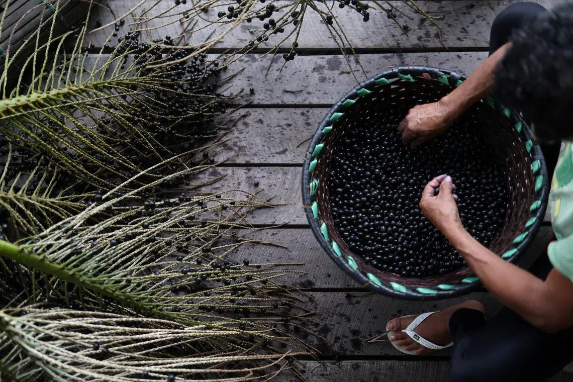 In the Amazon, women lead efforts to grow acai berry production | The ...
