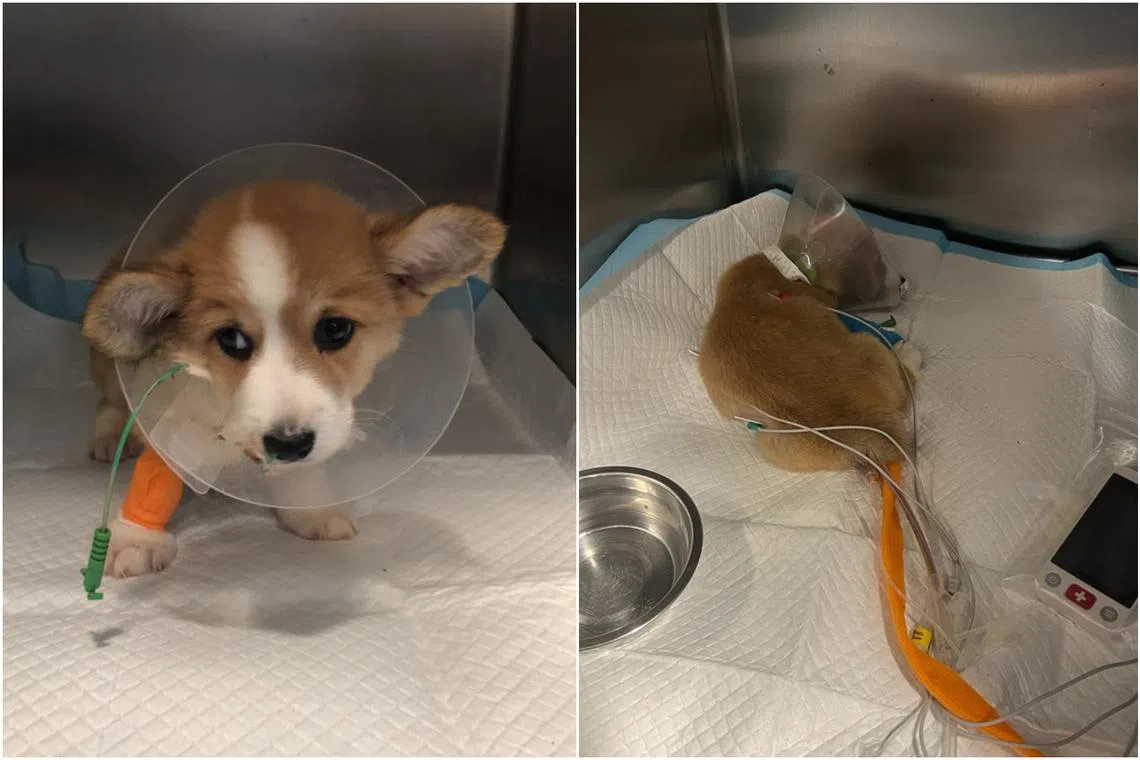 AVS investigating death of 2 corgi puppies bought from possible ...