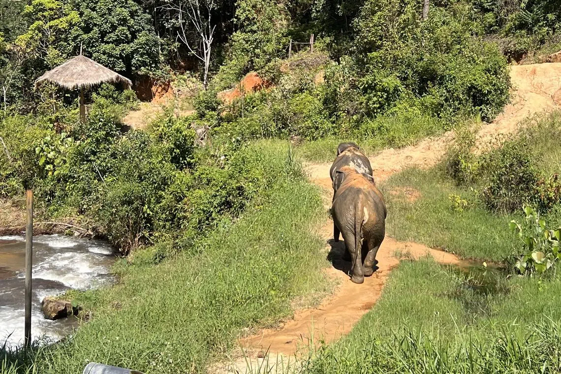 Forget the wildlife selfie – the best way to appreciate animals is from ...