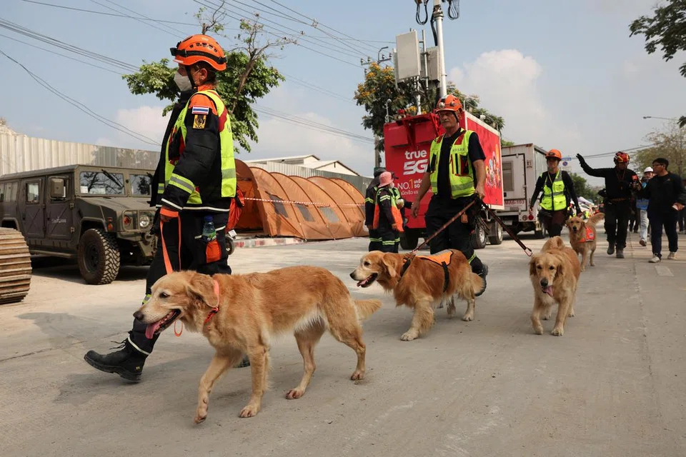 Rescue workers have recruited 11 dogs – not just in their usual ...