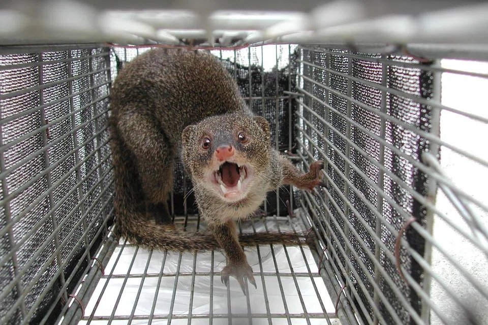 Japanese island eradicates rabbit-killing mongoose | The Straits Times