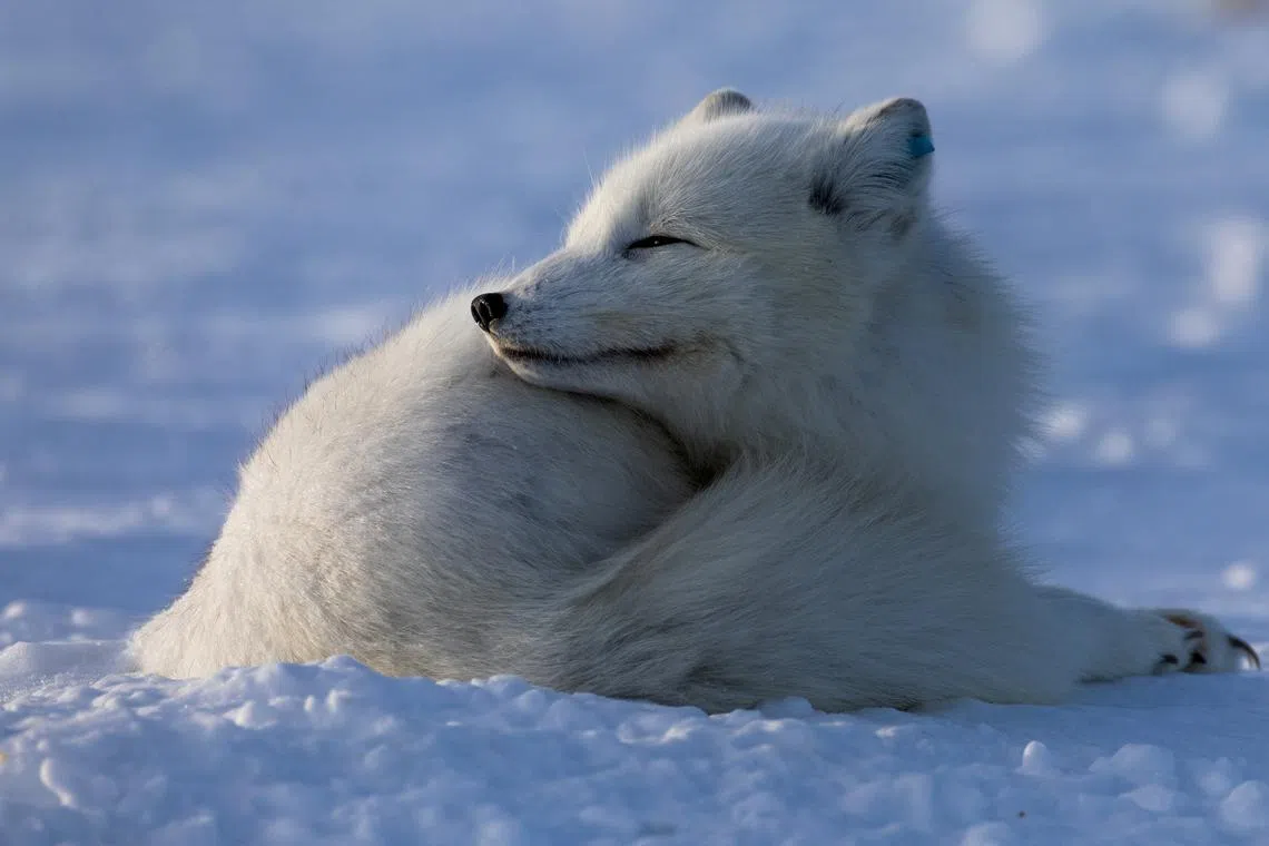 Norway gives Arctic foxes a helping hand amid climate woes | The ...