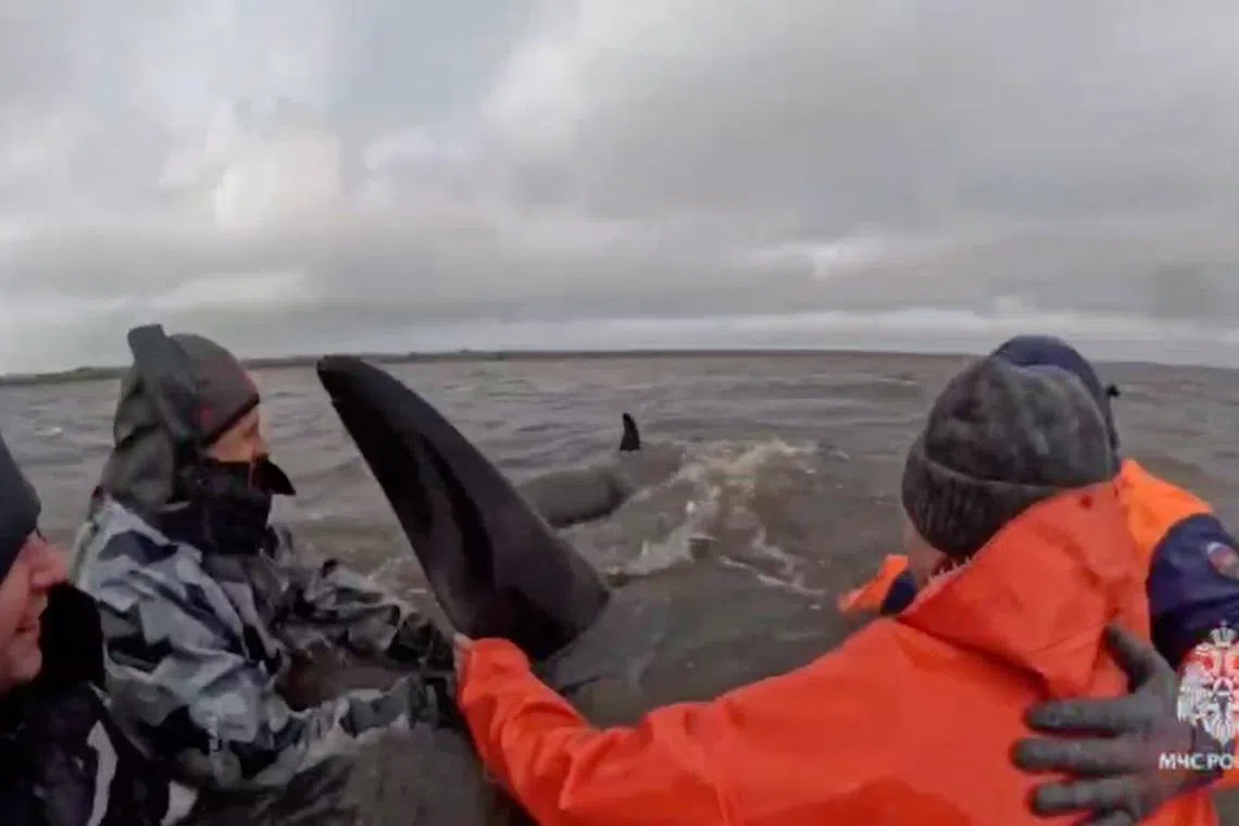 Stranded killer whales make their way to sea in Russia | The Straits Times