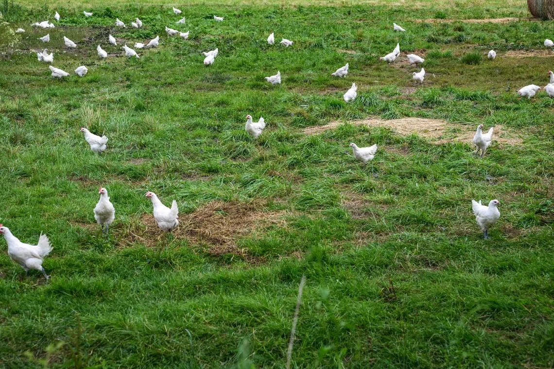 Record heat causes mass poultry deaths in France | The Straits Times