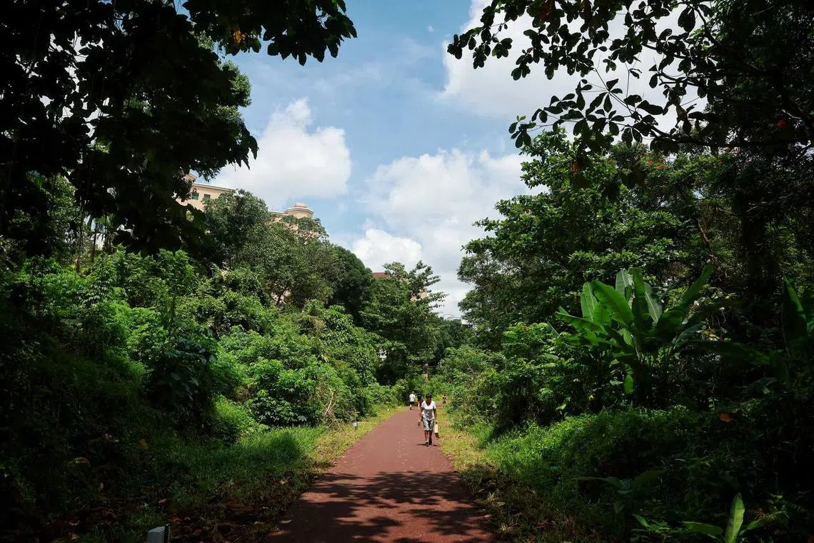 Northern stretch of Rail Corridor opens to offer 21km of green trails ...