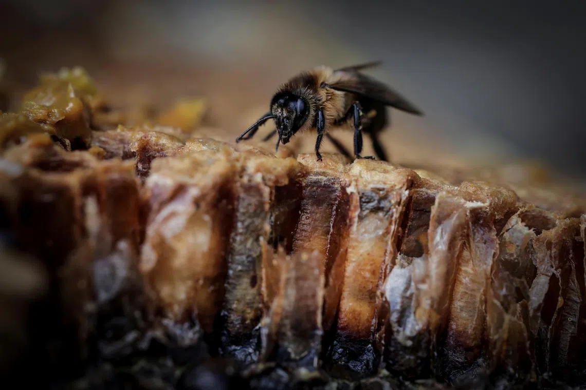 Nepal's honey gatherers say fewer hives threaten tradition | The ...