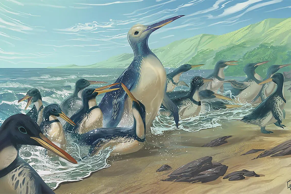 The biggest penguin that ever existed was a ‘monster bird’ | The ...