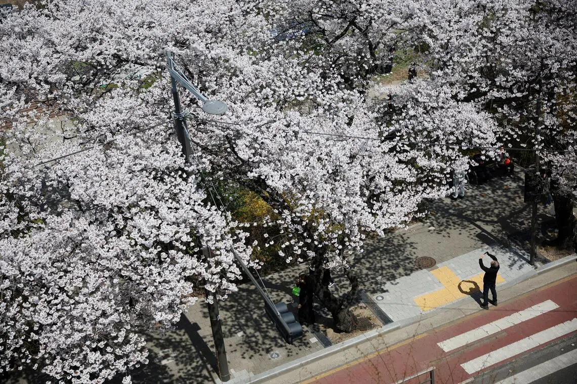 Four Seoul hikes to help you enjoy spring like a local | The Straits Times