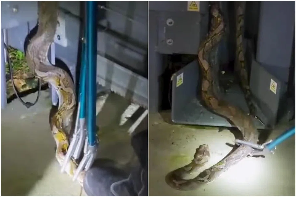 Python reportedly burned alive is ‘shocking’ and ‘deeply frustrating ...